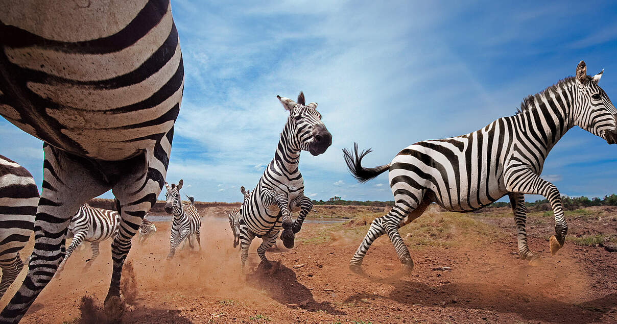 WWF-Firmenlauf #run4nature