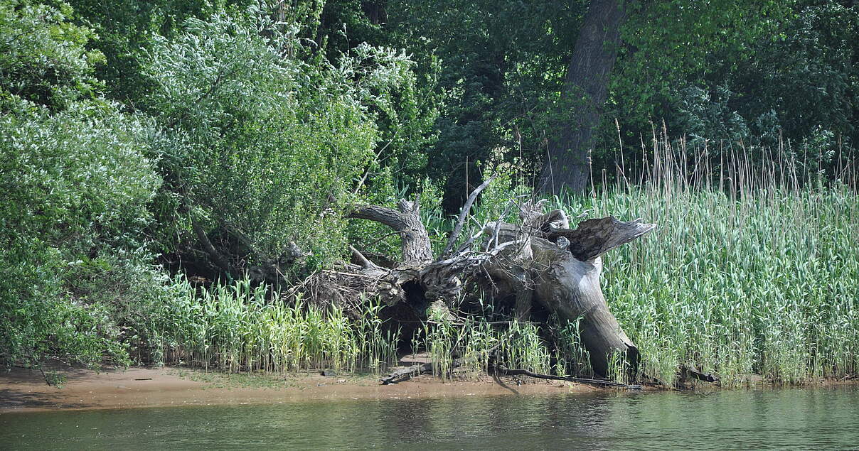 Stint: Vom Speisefisch zur Rote-Liste-Art