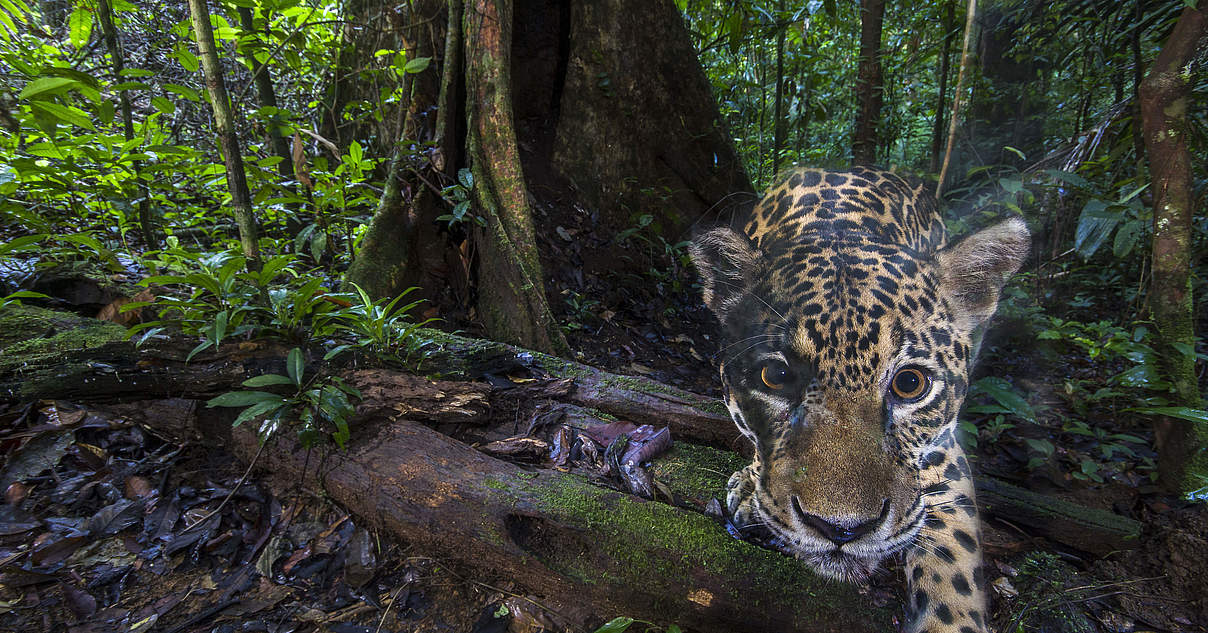 TV-Spot gesehen? Spenden und unsere Erde schützen | WWF