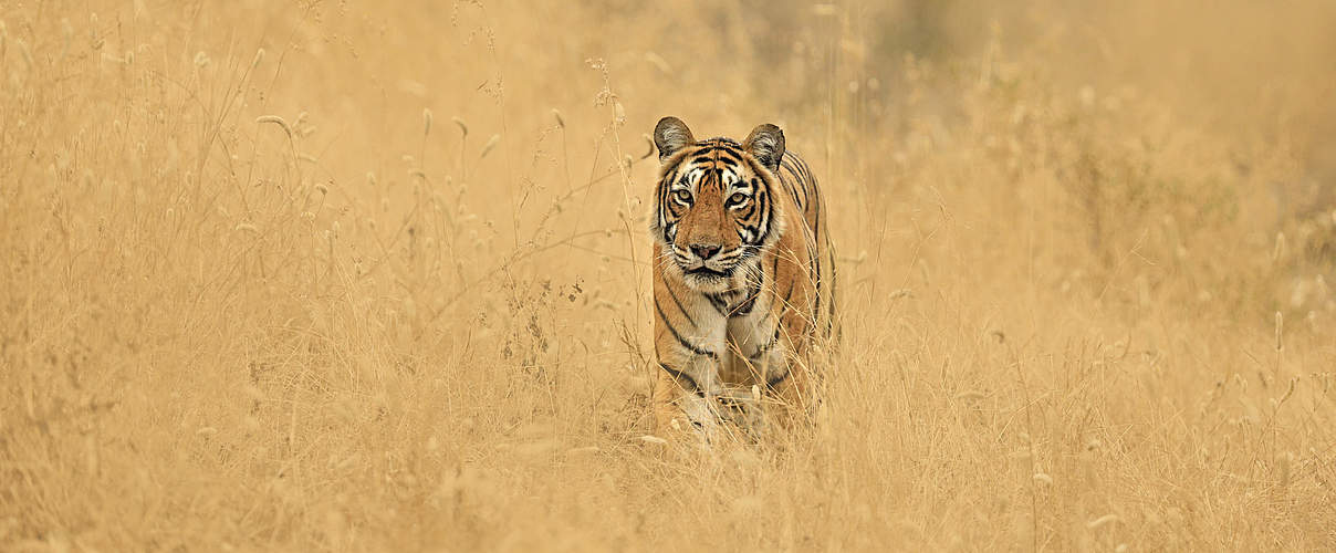 Freianzeigen Tiger | WWF