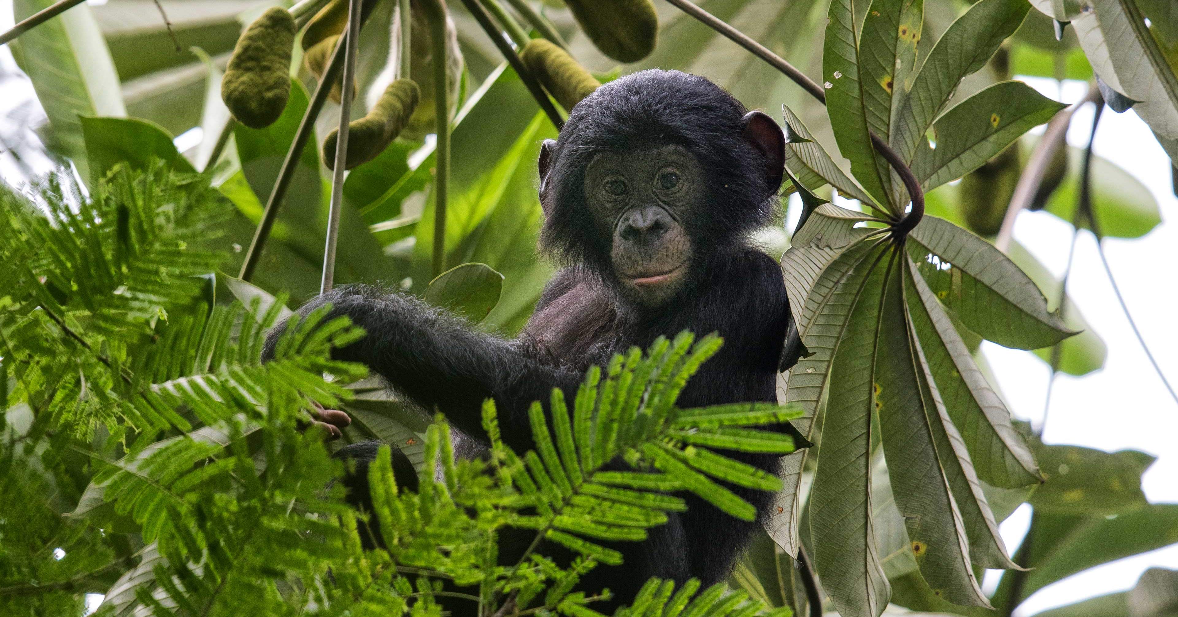 Kongo-Becken: Regenwald retten