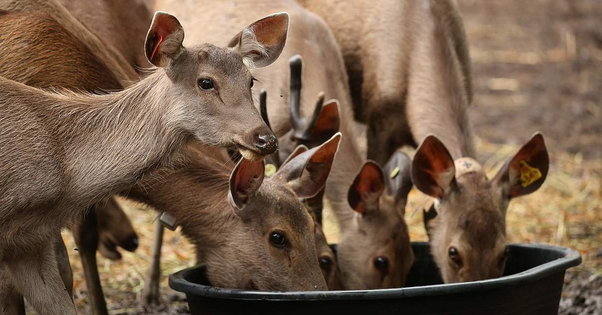 Auswilderung in Thailand: Sambar-Hirsche und Tiger | WWF