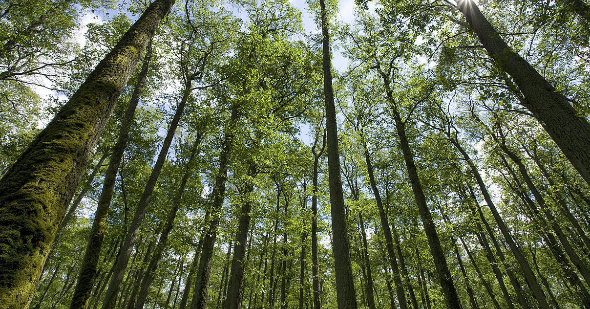 Waldbericht 2019