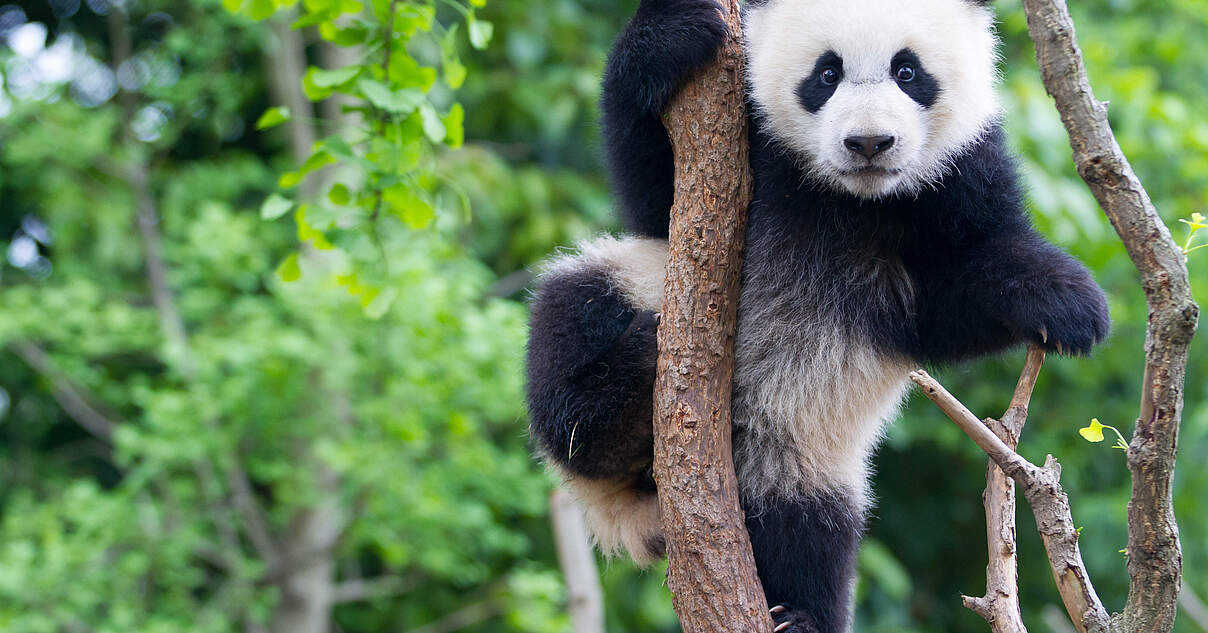 Strategie des WWF