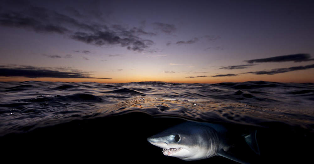 Makohaie: Die schnellsten Haie der Meere | WWF