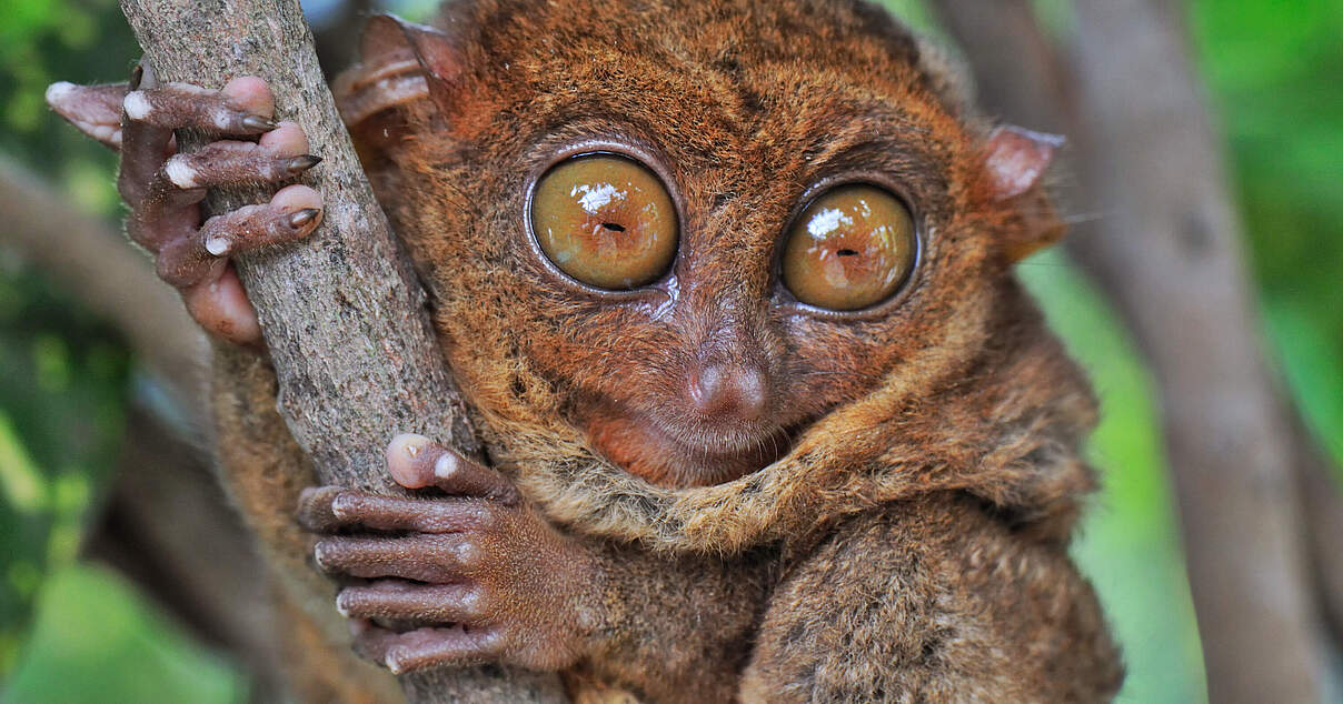 Koboldmakis | WWF Junior