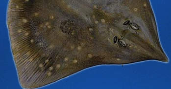 Glattrochen im WWF-Artenlexikon: Zahlen & Fakten | WWF