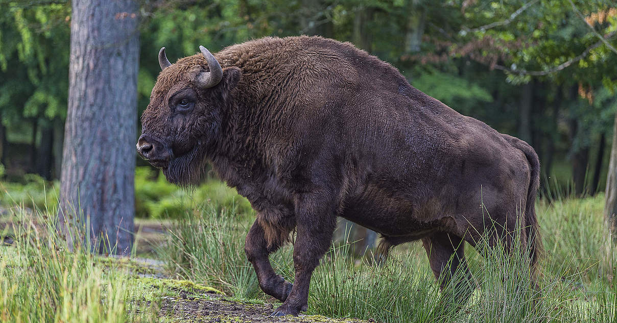Wisente: Rückkehr der bedrohten Riesen | WWF