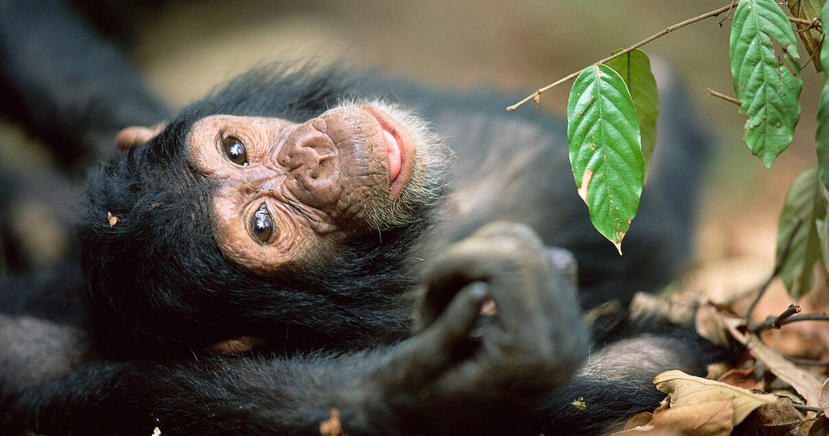 Schimpansen | WWF Junior