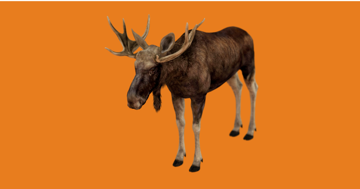 Den Elch in Augmented Reality erleben | WWF