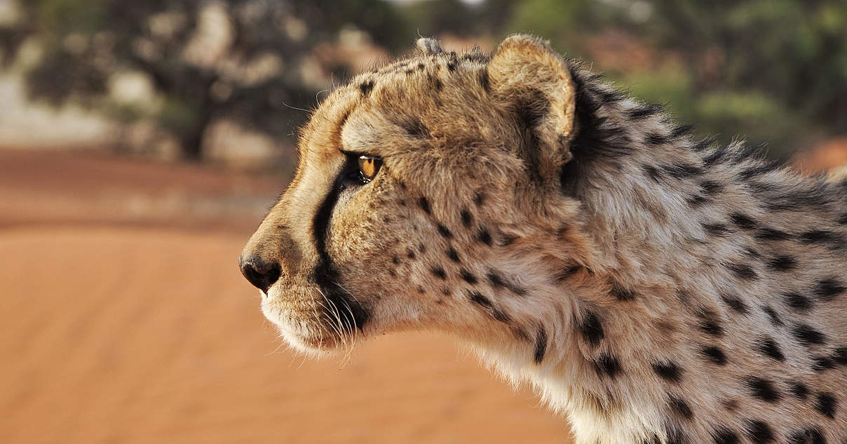 Geparde im WWF-Artenlexikon: Zahlen & Fakten | WWF