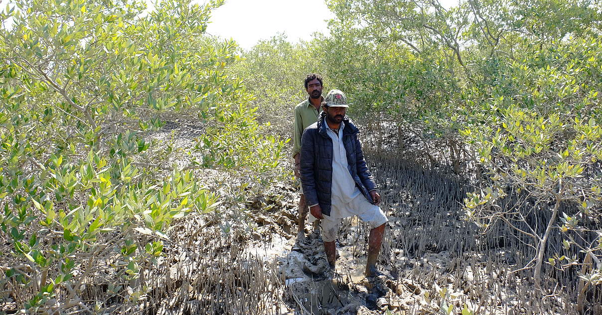 Mangroven: Die Lebensadern des Indus-Deltas | WWF Mangroven: Die Lebensadern des Indus-Deltas | WWF
