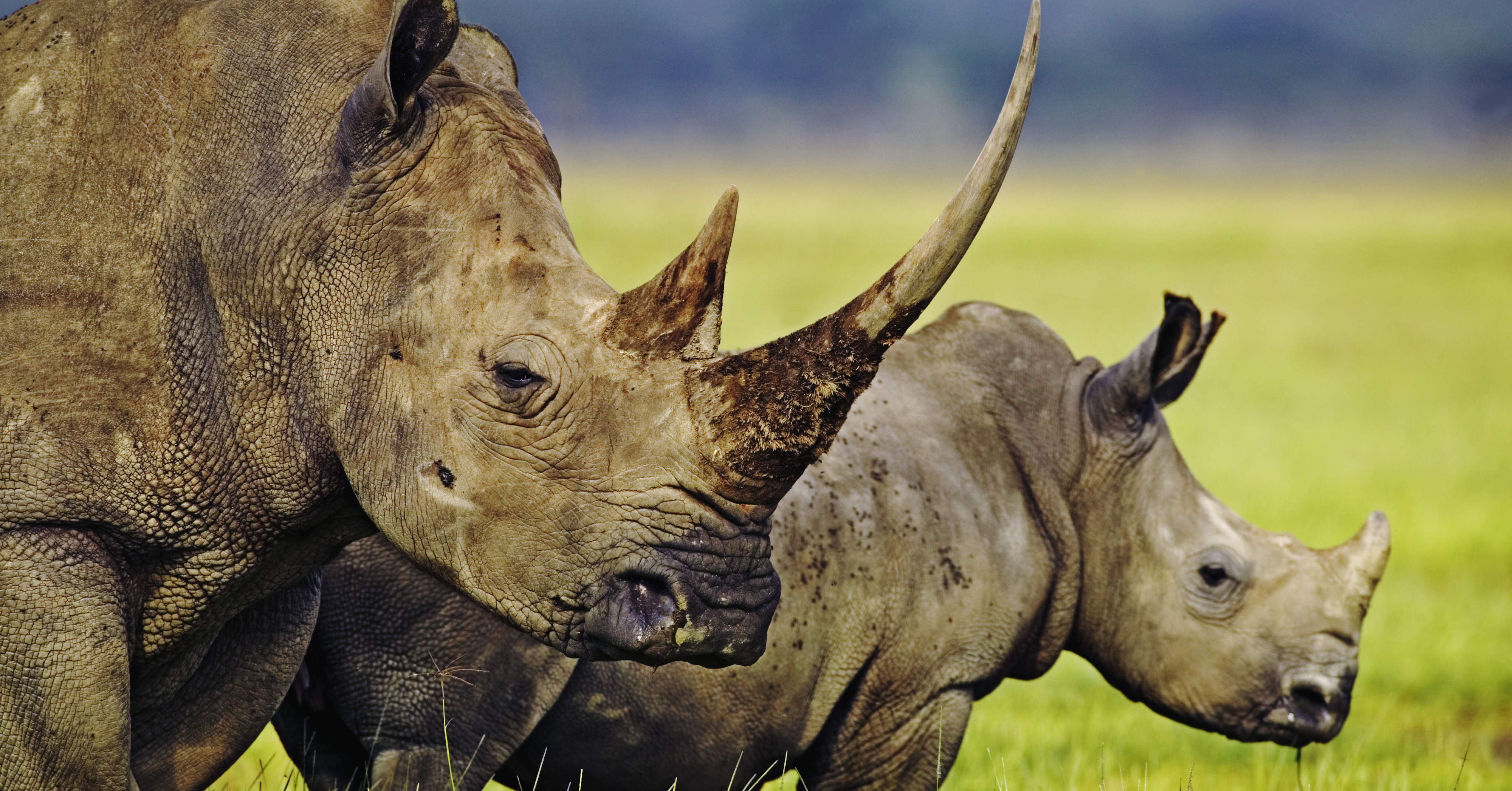 Nashörner