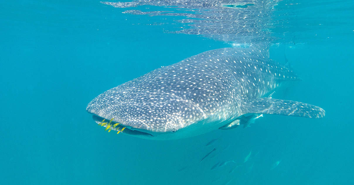 Von Walhaien und Meeresschildkröten | WWF