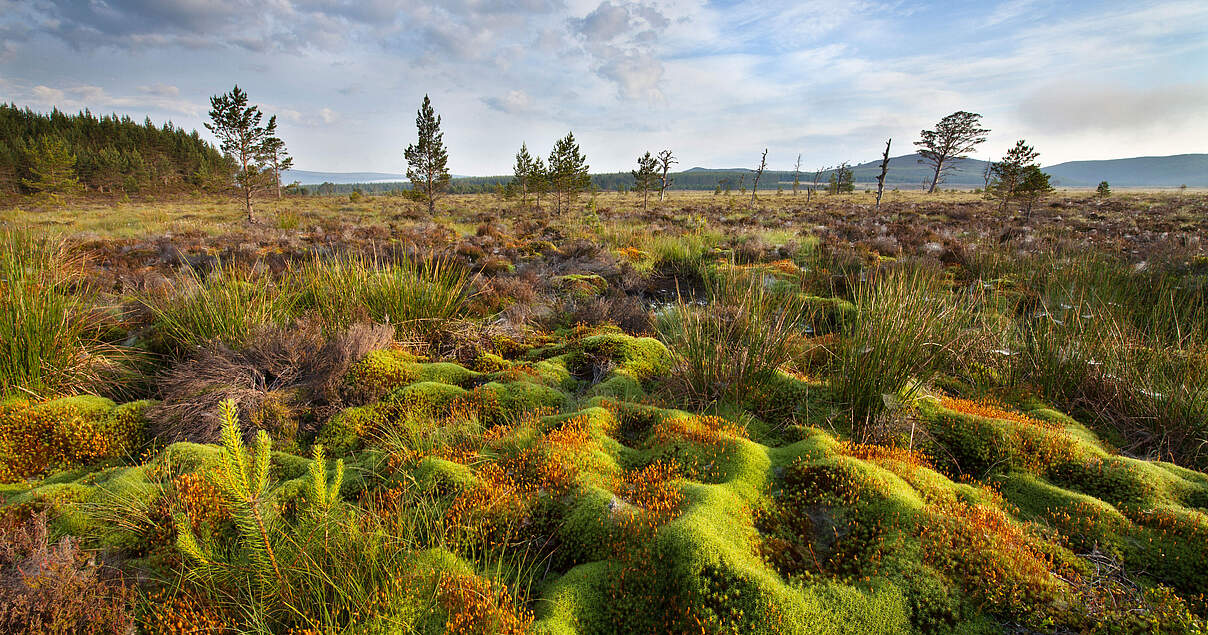 Moore: nasse Verbündete im Klimaschutz