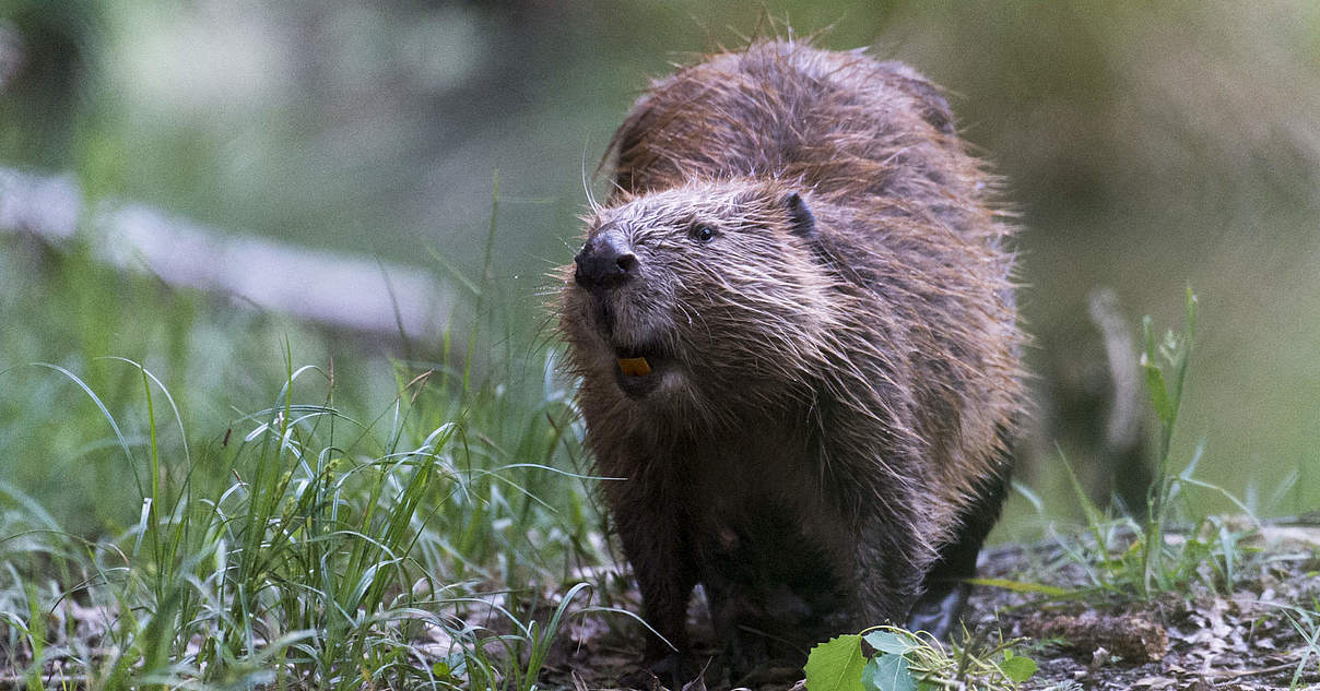 Eurasischer Biber im WWF-Artenlexikon: Zahlen & Fakten | WWF