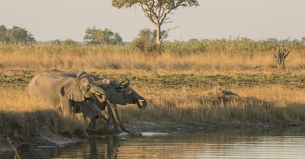 Schutz der Wildtiere | WWF