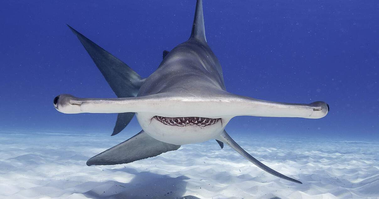 Hai: Vom Jäger zum Gejagten