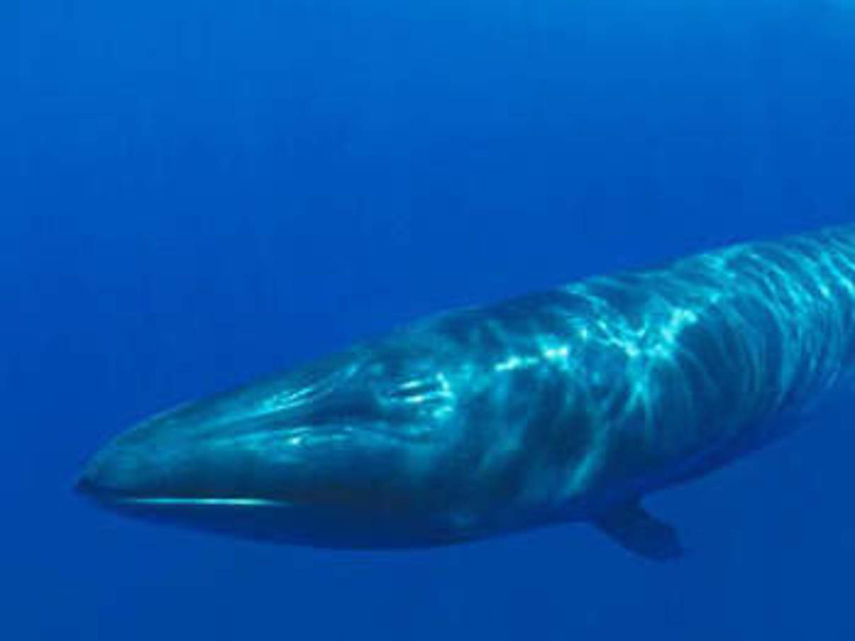 Artenlexikon: Seiwal (Balaenoptera borealis)