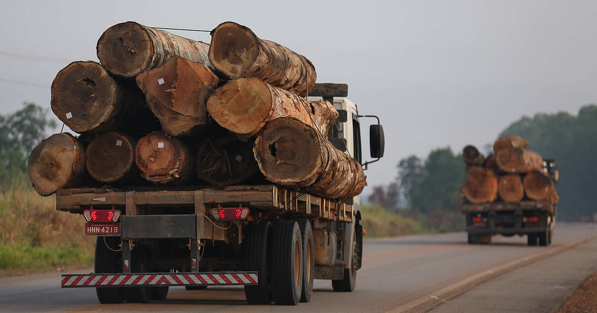 Die Abholzung des Regenwaldes geht weiter