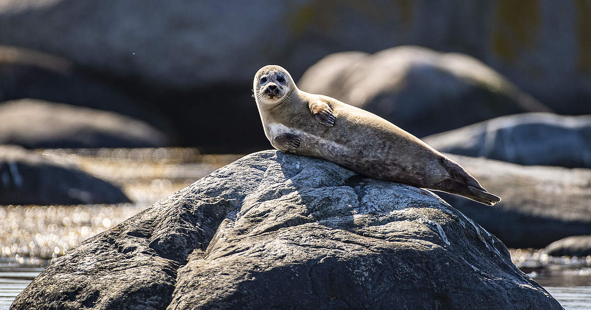 Seehunde im WWF-Artenlexikon: Zahlen & Fakten | WWF