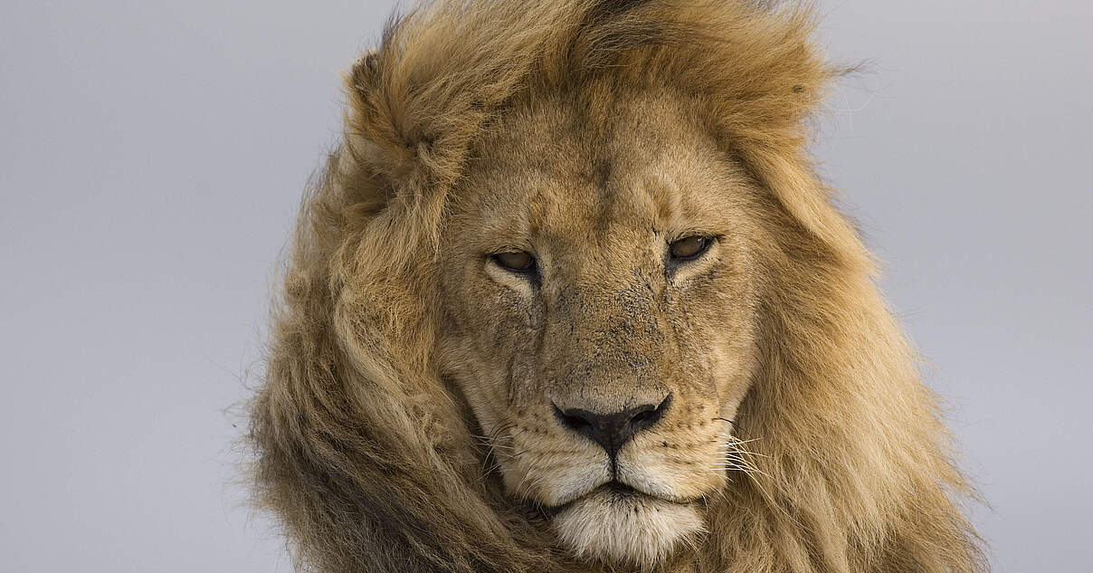 Löwen in Afrika: Bedrohter König