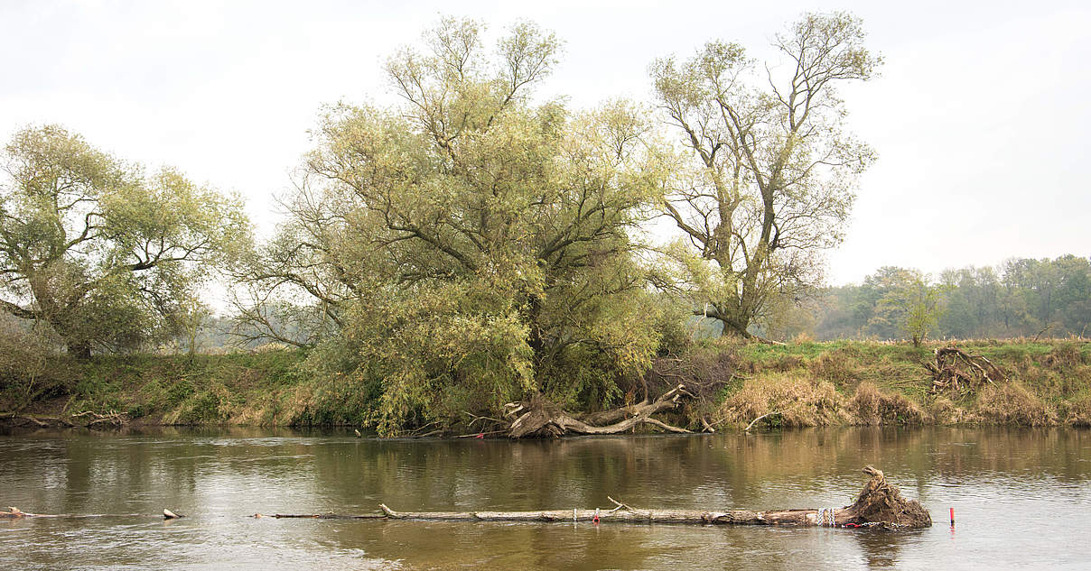 Maßnahmen zur Revitalisierung der Wilden Mulde | WWF