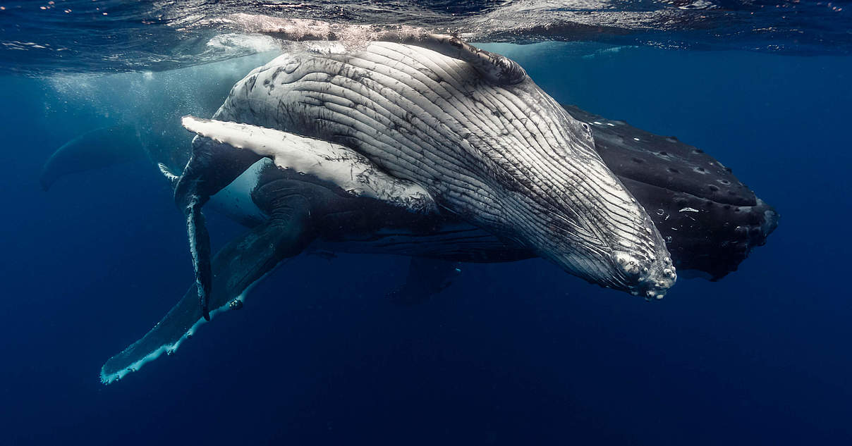 Buckelwale im WWF-Artenlexikon: Zahlen & Fakten | WWF