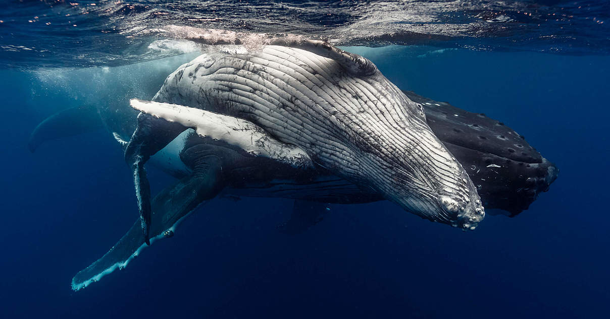 Wale schützen: Spenden Sie jetzt | WWF