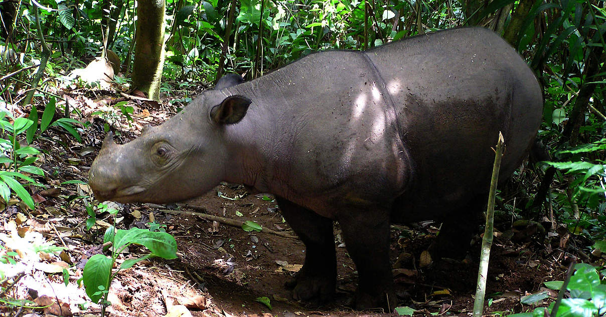 Sumatra-Nashörner im WWF-Artenlexikon: Zahlen & Fakten | WWF