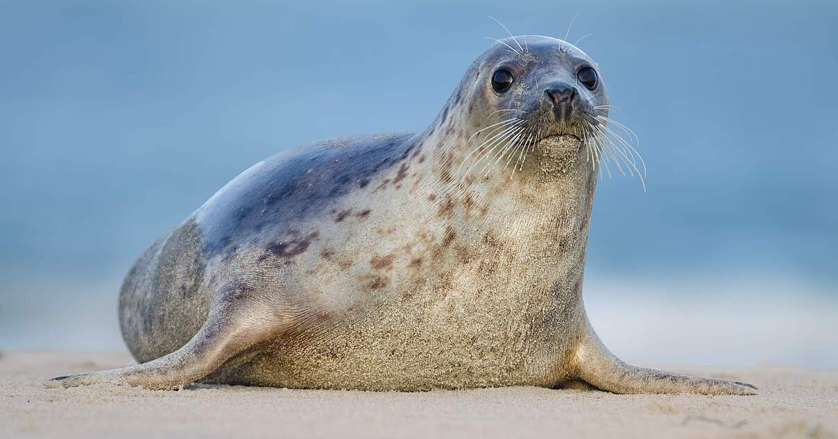 Seehunde im WWF-Artenlexikon: Zahlen & Fakten