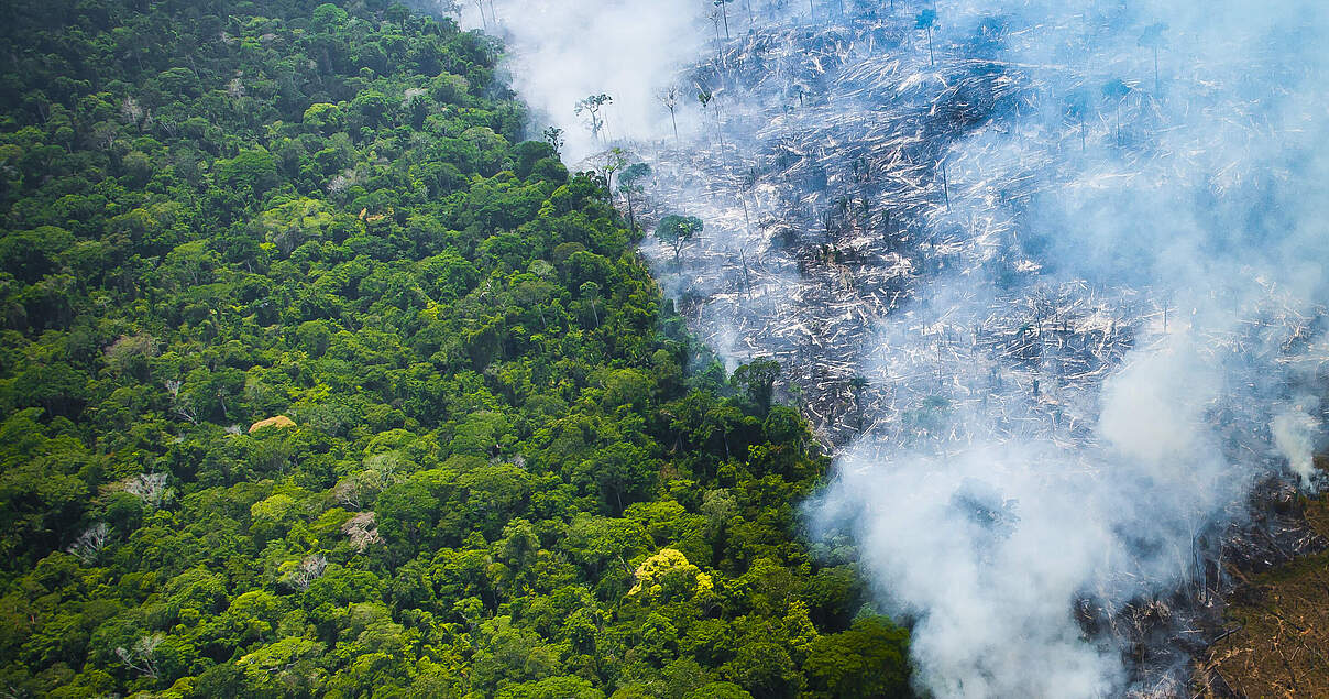 Bedrohungen des Amazonas: Vor dem Kollaps?