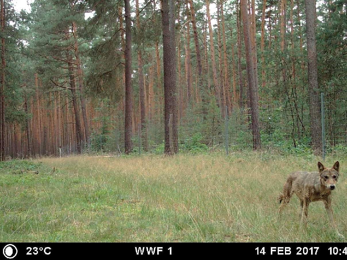 Werden Sie aktiv und schützen Sie die Natur mit uns! | WWF