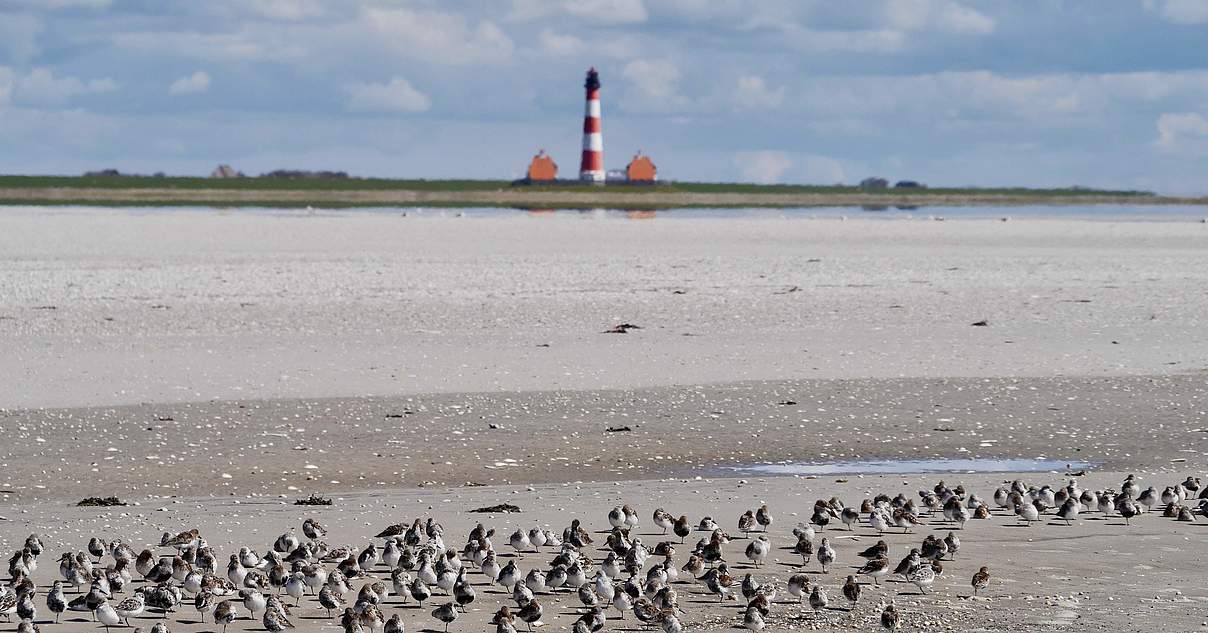 Naturschutz Wattenmeer Nordseeküste | WWF