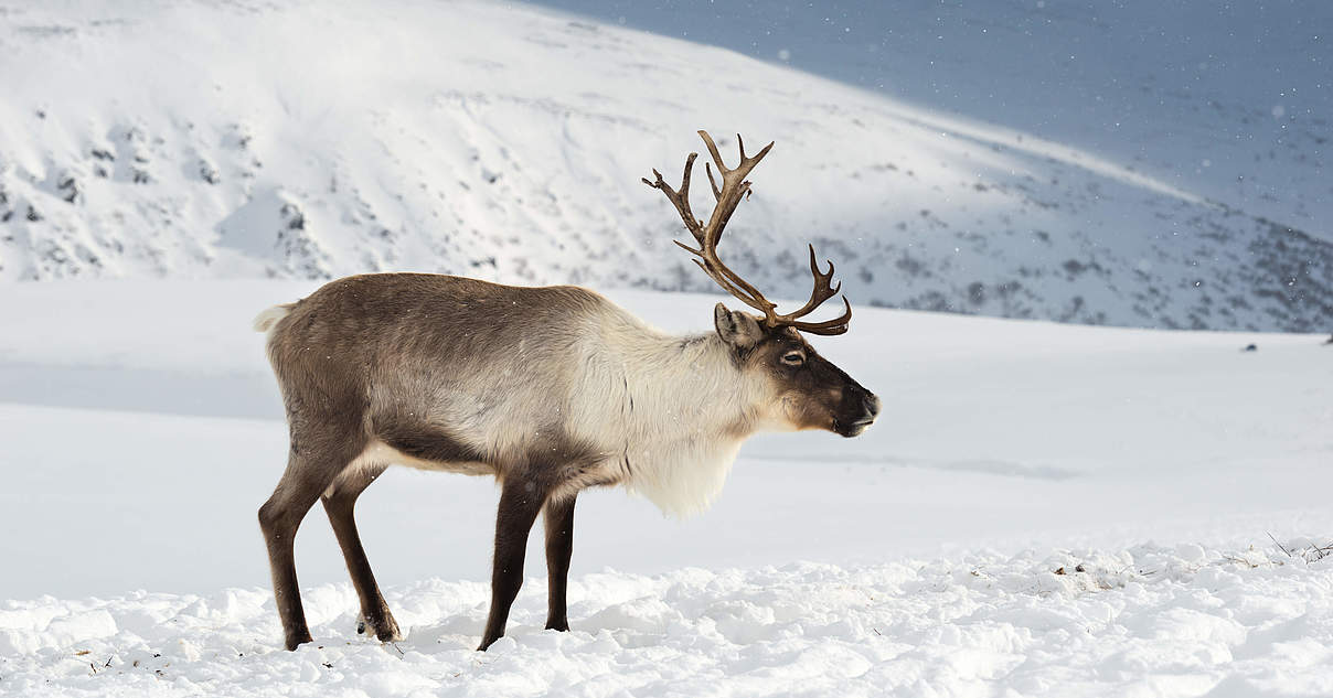 Rentiere vor Klimakrise und Wilderei schützen | WWF