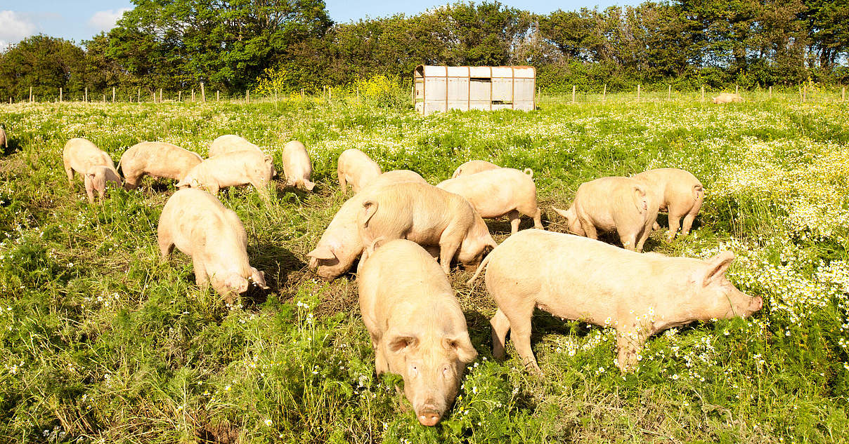 Warum Bio-Fleisch besser ist | WWF