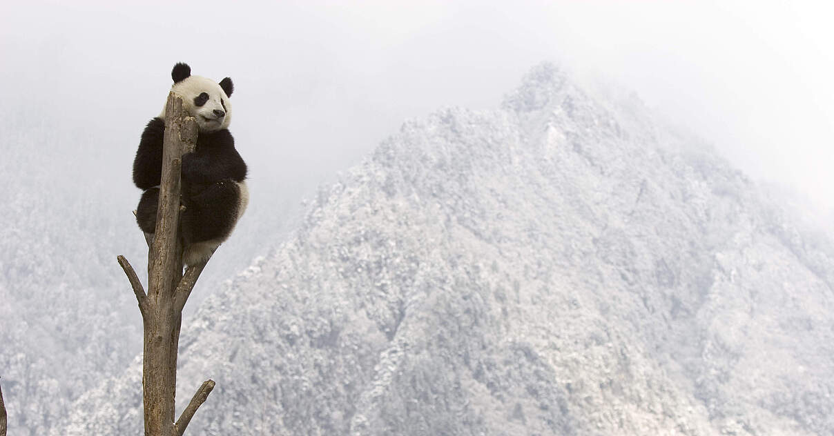 Projekterfolge des WWF Deutschland
