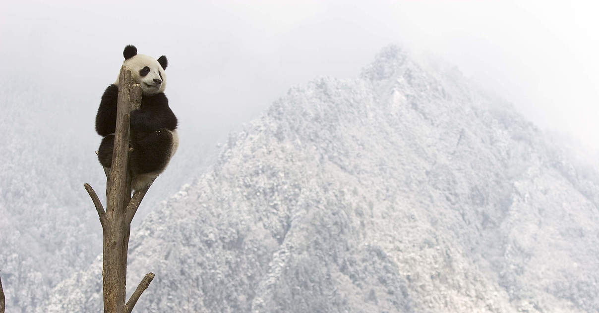 Projekterfolge des WWF Deutschland | WWF