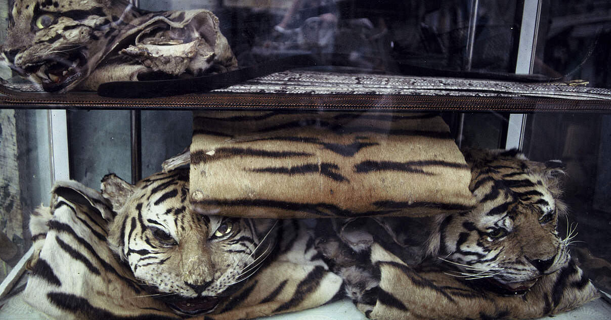 Interview „Jedes einzelne Tigerteil wird gehandelt.”