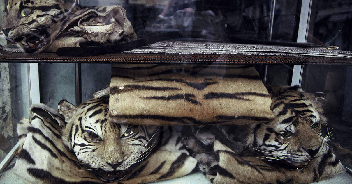 Interview „Jedes einzelne Tigerteil wird gehandelt.” | WWF