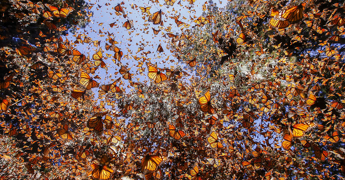 Die Rote Liste bedrohter Tier- und Pflanzenarten | WWF