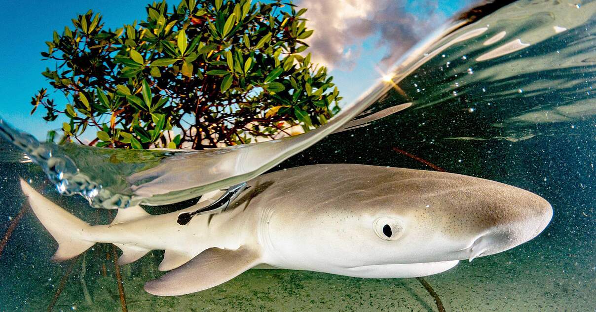 WWF-Jahresbericht 2020/2021 – WWF Deutschland