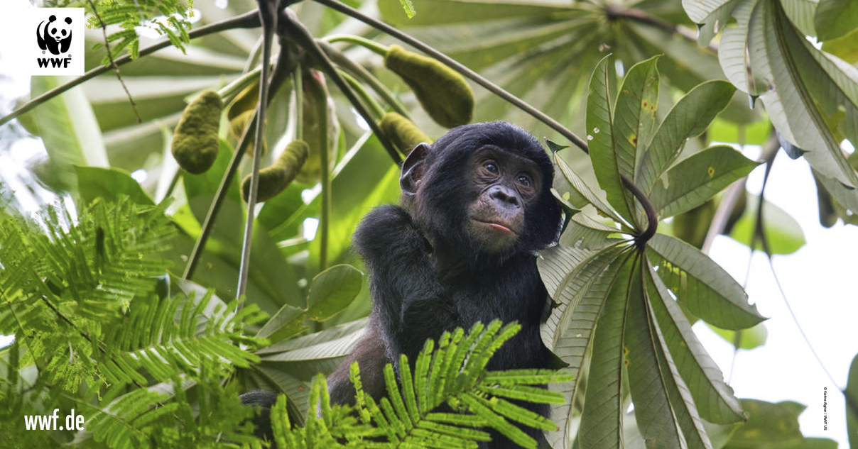 Sanftmütig und rätselhaft: Bonobos in Salonga | WWF