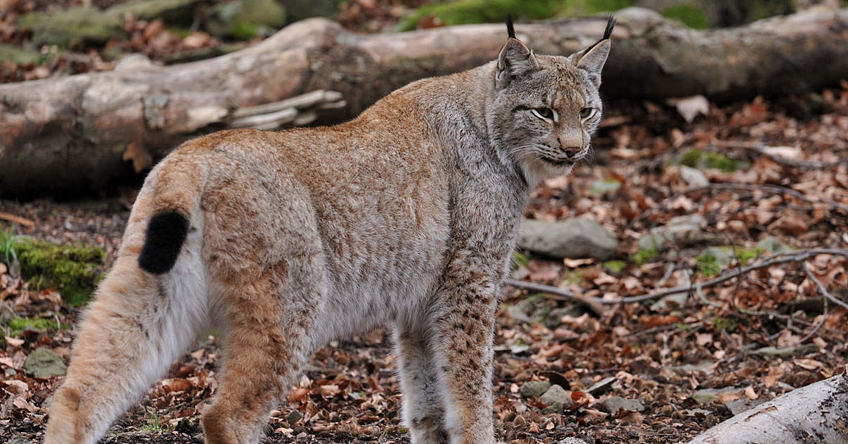 Julische Alpen neue Heimat für seltene Luchse | WWF Julische Alpen neue Heimat für seltene Luchse | WWF