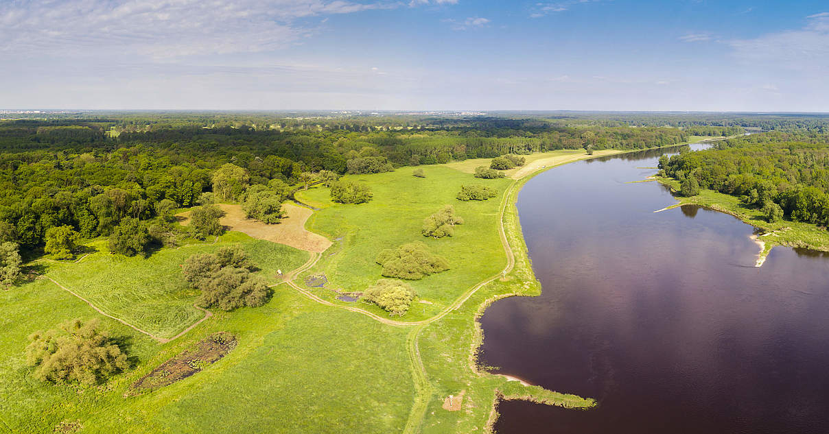 Elbauen Vockerode | WWF