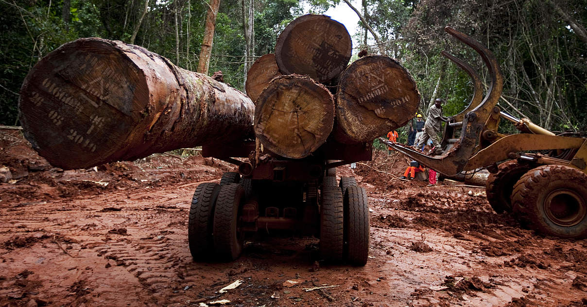 Nachhaltiges afrikanisches Tropenholz: Gibt's das überhaupt? | WWF