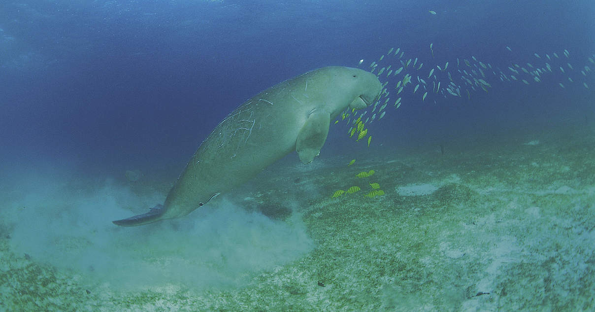 Die Rote Liste bedrohter Tier- und Pflanzenarten | WWF