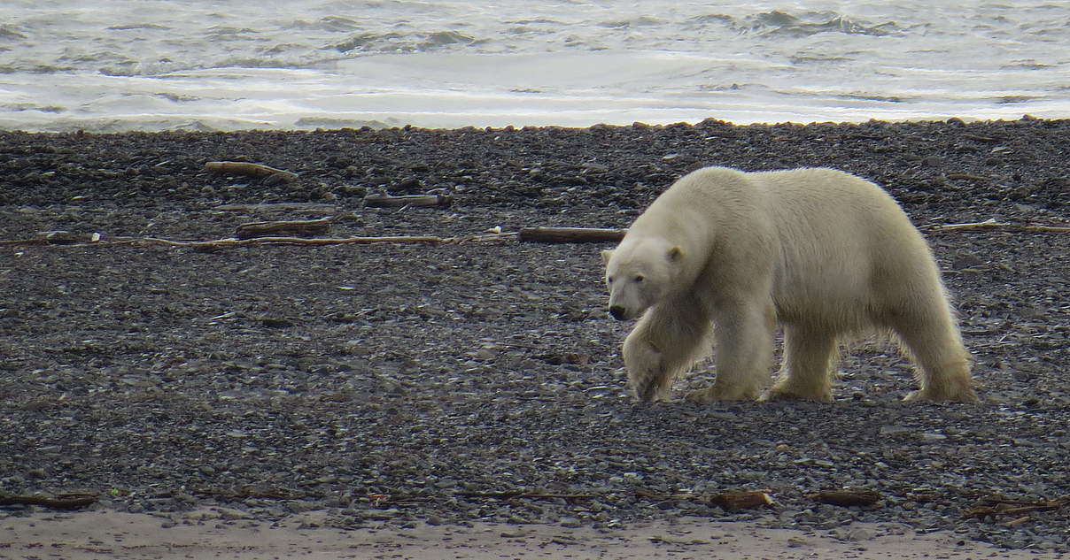 IUCN: Wie die Rote Liste funktioniert | WWF