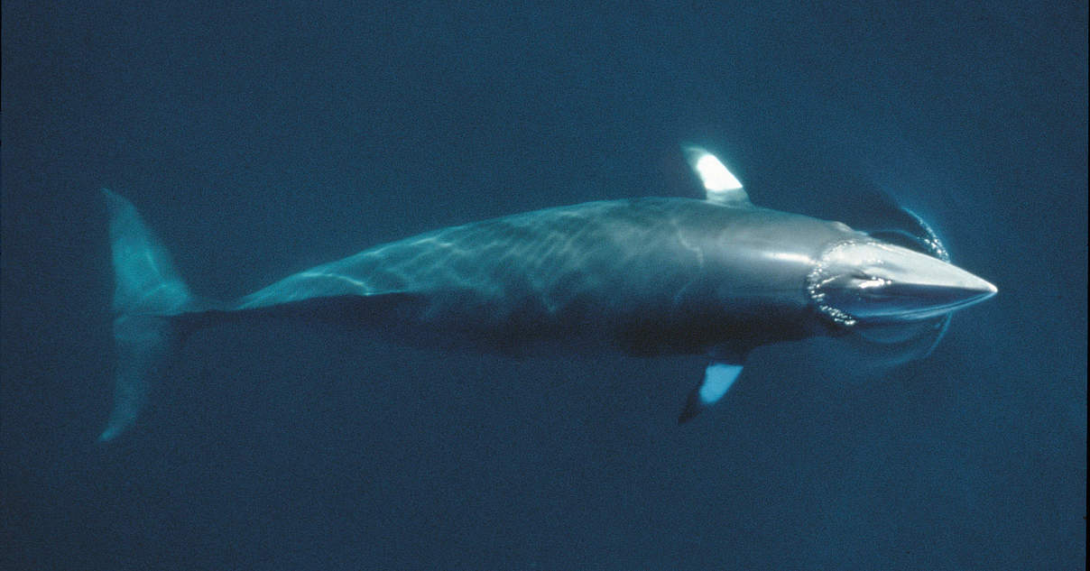Nördliche und Südliche Minkwale (Zwergwale) im WWF-Artenlexikon