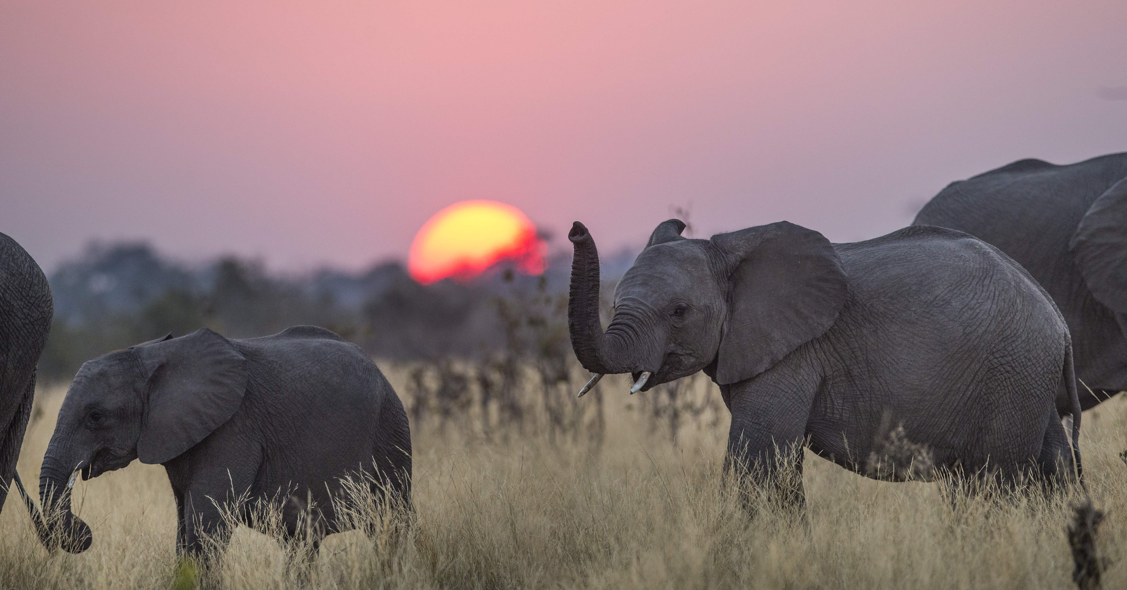 Das WWF Artenlexikon bedrohter Pflanzen- und Tierarten